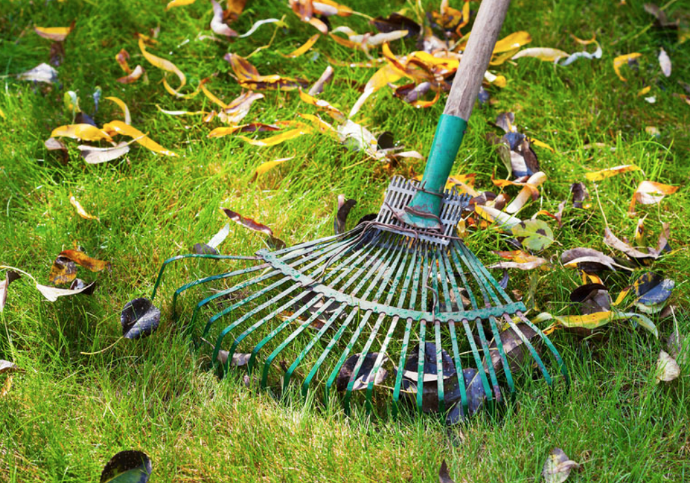 4 Key Ways to Prepare Your Lawn for Fall