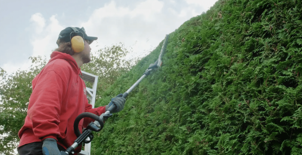 Cedar Hedge Care 101 | Cedar Hedge Trimming Coquitlam, Pitt Meadows